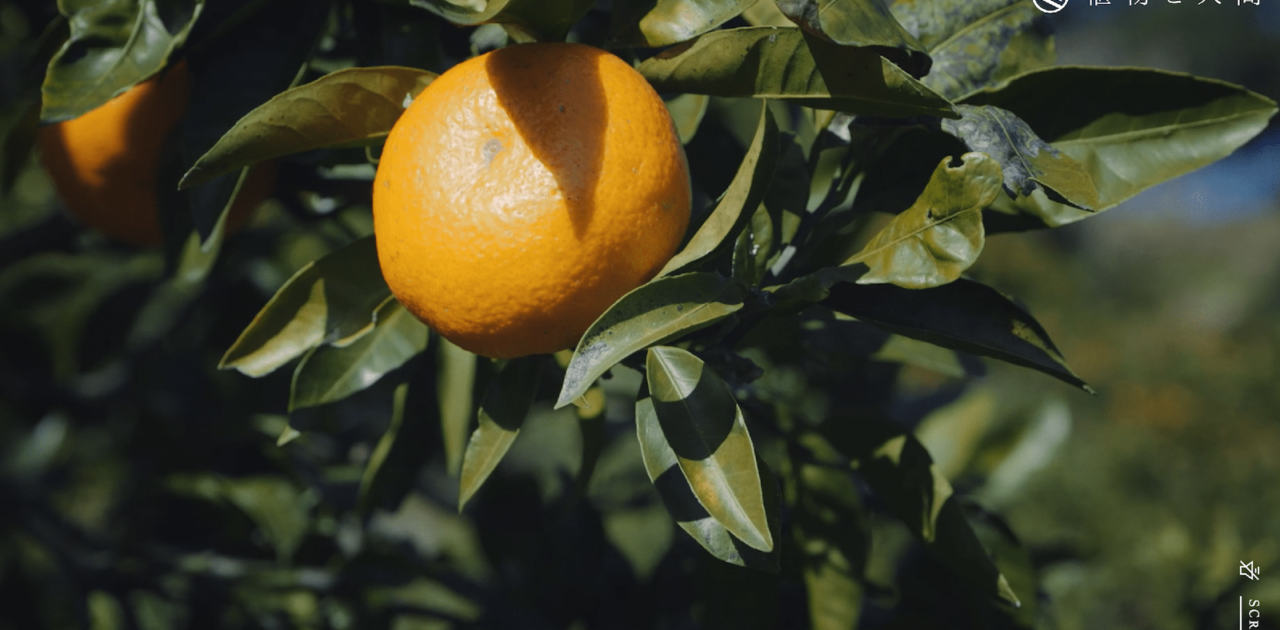 SETENV | WORKS | 株式会社植物と人間