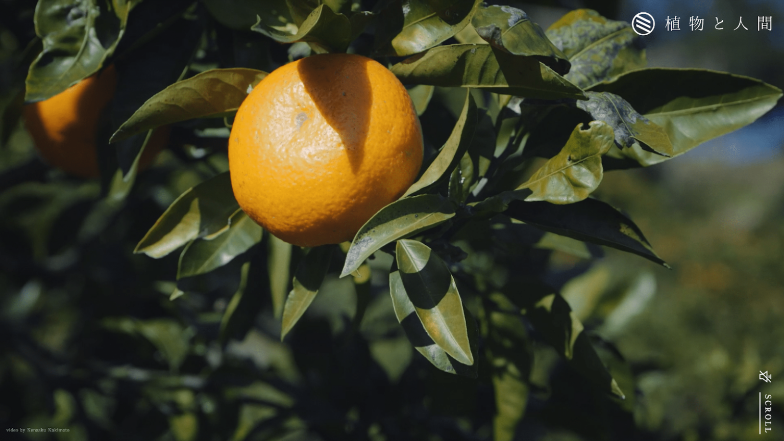 SETENV | WORKS | 株式会社植物と人間